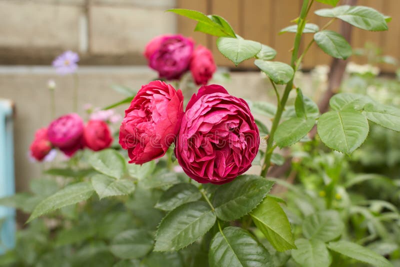 Red Flowers of Hybrid Rose in the Garden. Summer and Spring Time Stock ...