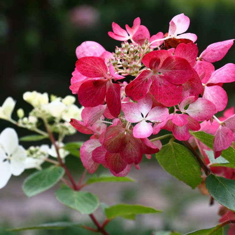 Red Flowers of a Hydrangea in a Square. Stock Photo - Image of branch ...