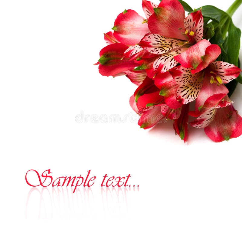 Red flowers isolated stock image. Image of green, color - 16139223