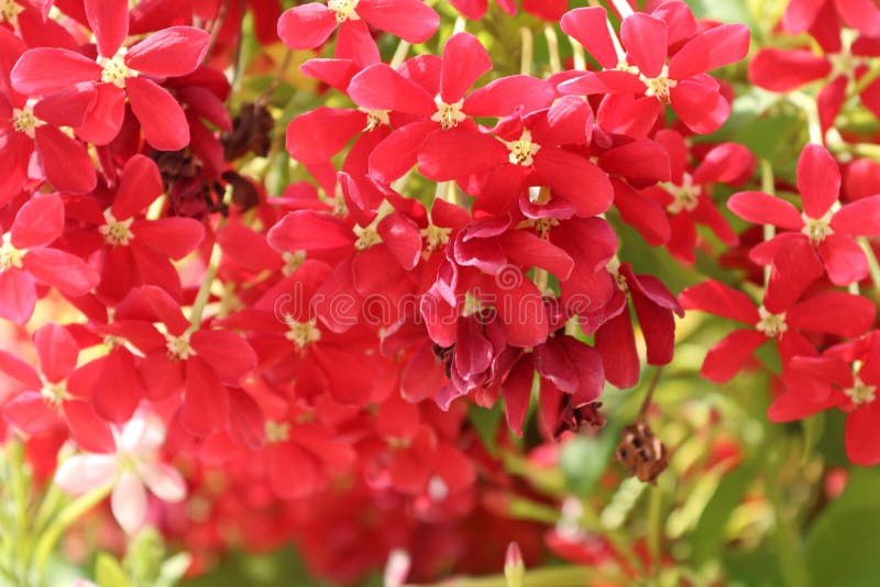 Red Flowers in Israel in the Autumn Stock Photo - Image of leafage ...