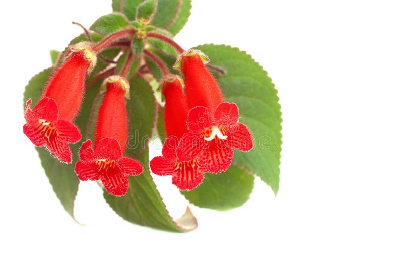 Red Flowers (Kohleria Rongo) Stock Photo - Image of color, closeup ...