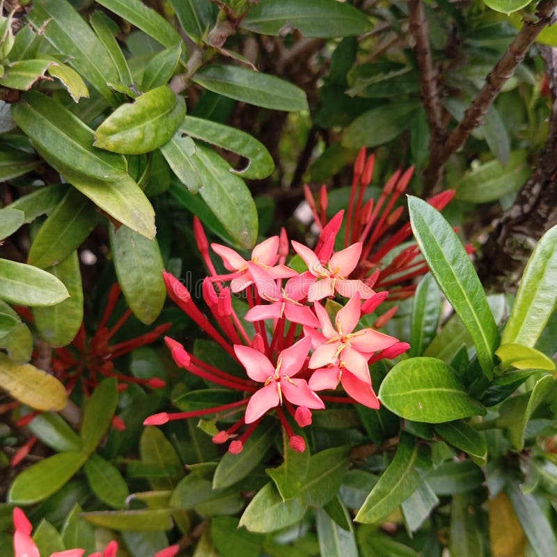 The Red Flowers and Leaves Look Beautiful in the Garden Stock Photo - Image of look, flowers ...