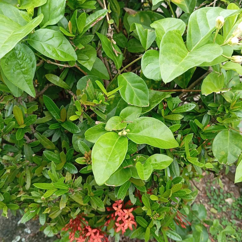 The Red Flowers and Leaves Look Beautiful in the Garden Stock Image ...