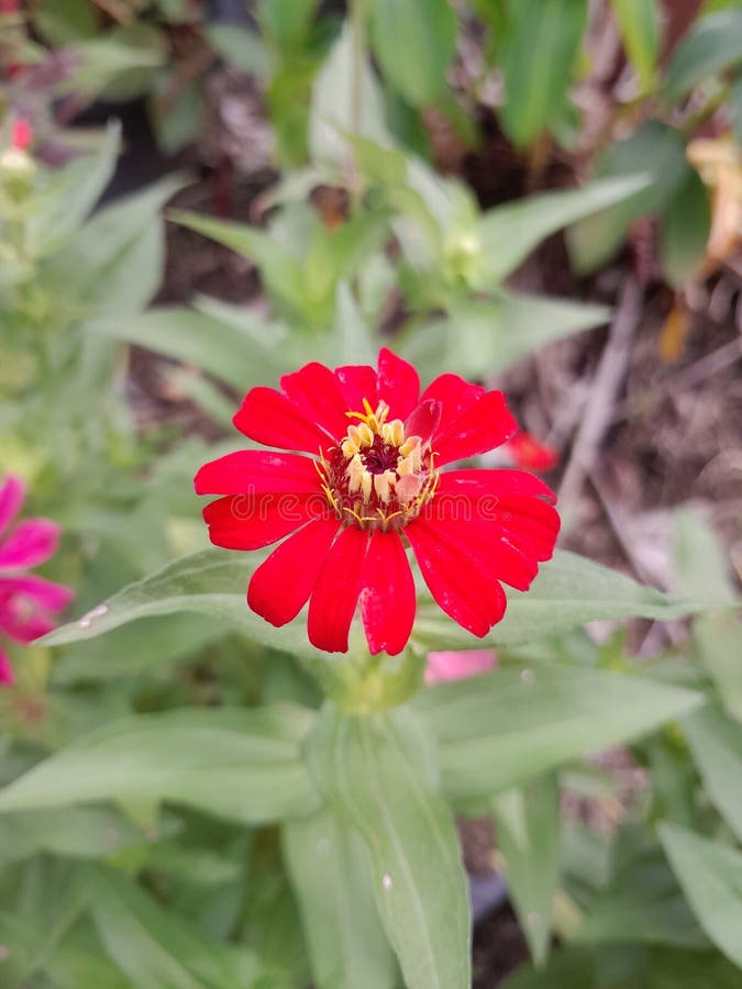 Red Flowers that Look so Beautiful, Unique and Attractive Stock Image ...