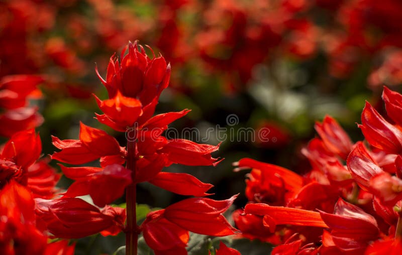 Red flowers like fire stock image. Image of plants, trees - 99070315