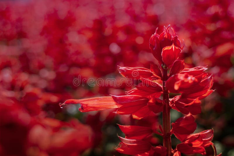 Red flowers stock image. Image of freshness, bloom, color - 74704717