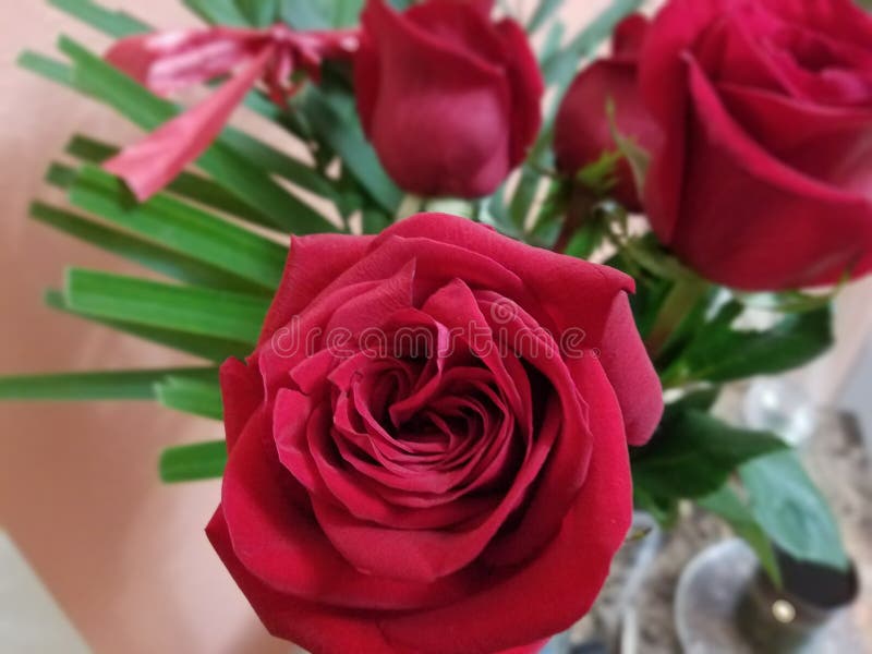 Red flowers stock image. Image of nature, flowers, love - 95473737