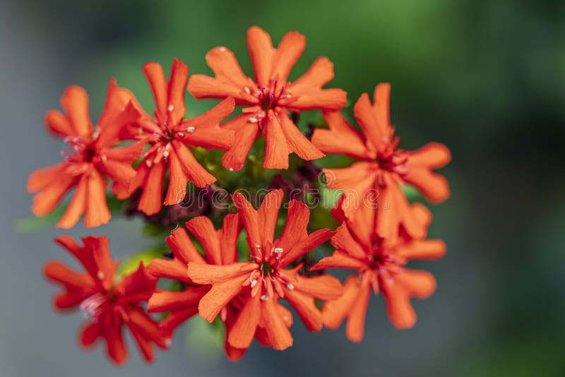 Red Flowers Lychnis Macro Shot. Bright Red Lychnis Chalcedonica Flowers ...