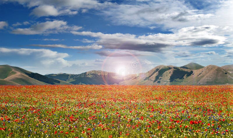 Blue Flowers Field Magic Landscape Stock Photo - Image of brilliant ...