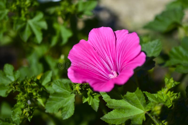 Red Flowers of Mallow and Phlox Paniculata in the Garden Stock Image ...