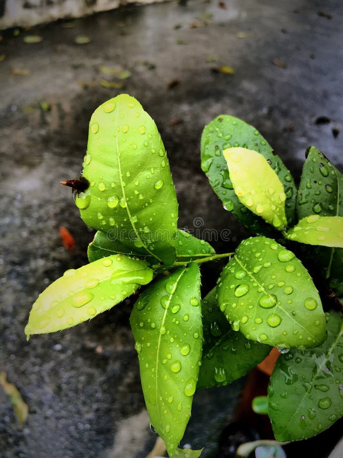 Red Flowers, Medium Green Leaves Stock Image - Image of flowers, rain ...
