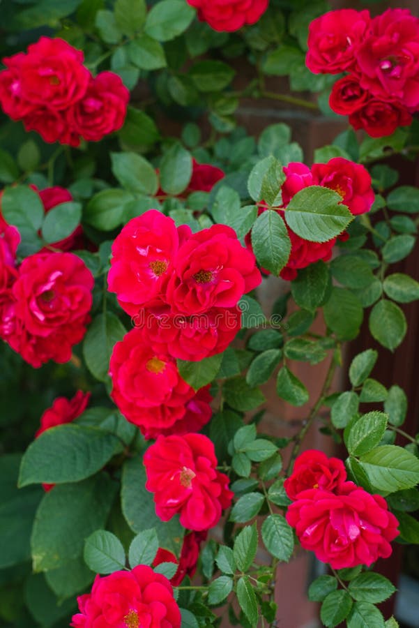Red flowers mini roses stock photo. Image of leaves - 166784800