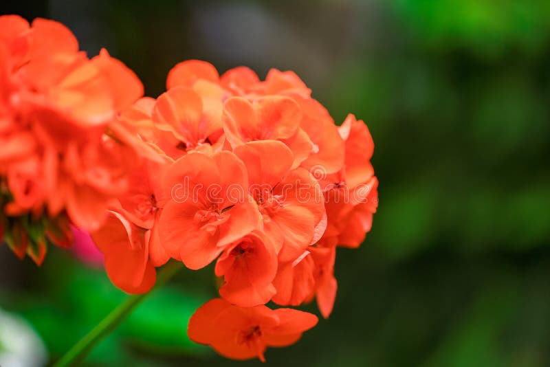 Red flowers in nature stock image. Image of closeup, botany - 95180349