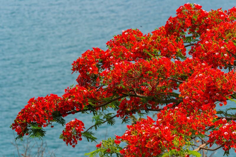 Red flowers in nature stock photo. Image of landscape - 42242994