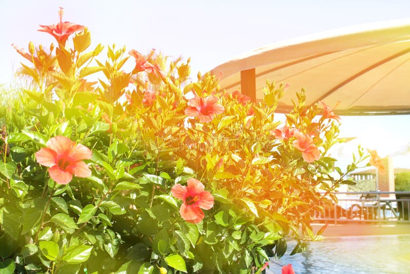 Red flowers near pool stock photo. Image of summer, leaves - 51696586