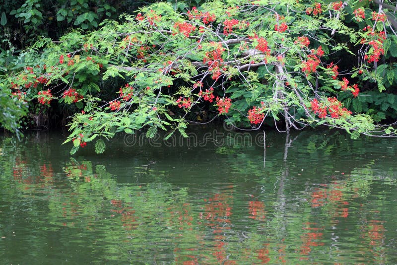 Red Flowers Near the Water. Stock Image - Image of color, flowers: 30977429