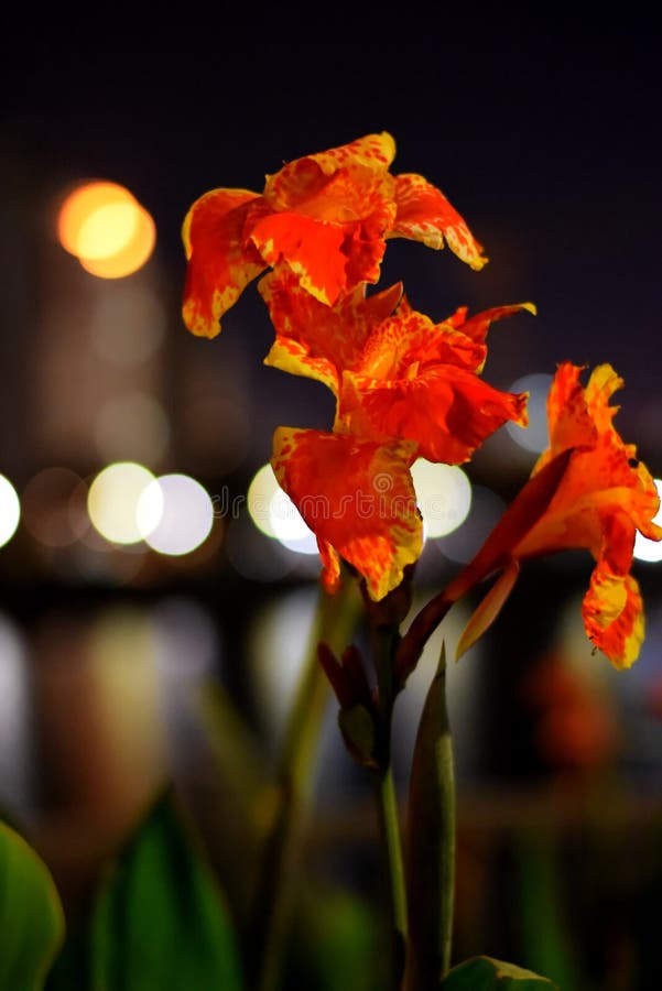 Red flowers at night stock photo. Image of dark, flowers - 159243670