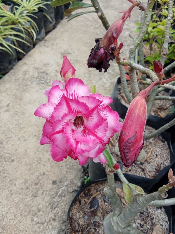 Red Flowers Open and Bloom Beautifully Next To Withered Flowers Stock ...