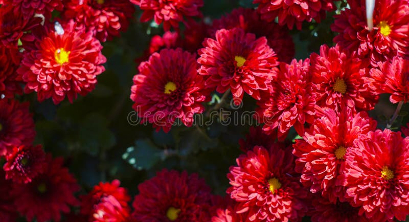 Red flowers stock image. Image of bright, closeup, chrysanthemum ...