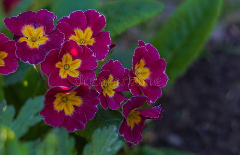 The red flowers opened stock photo. Image of opened - 245778056