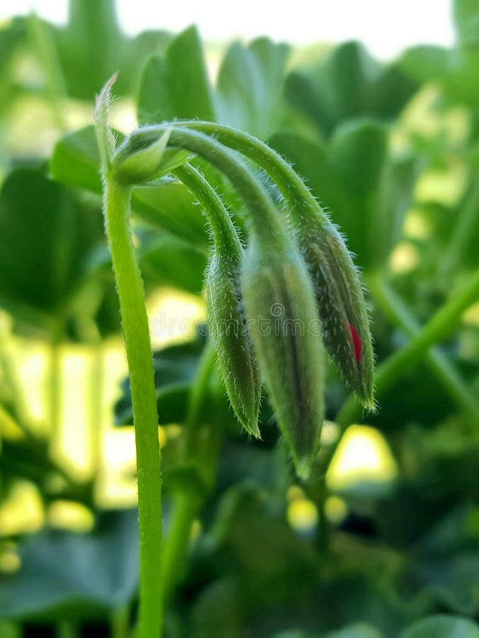 Red flowers before opening stock photo. Image of yellow - 214333962