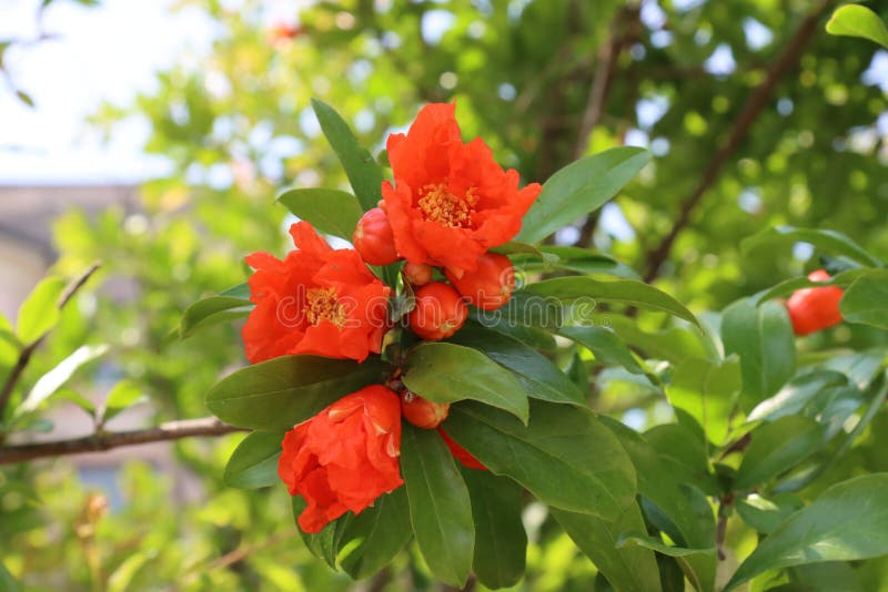 Red Flowers of Ornamental Pomegranate- Stock Photo - Image of leaves ...