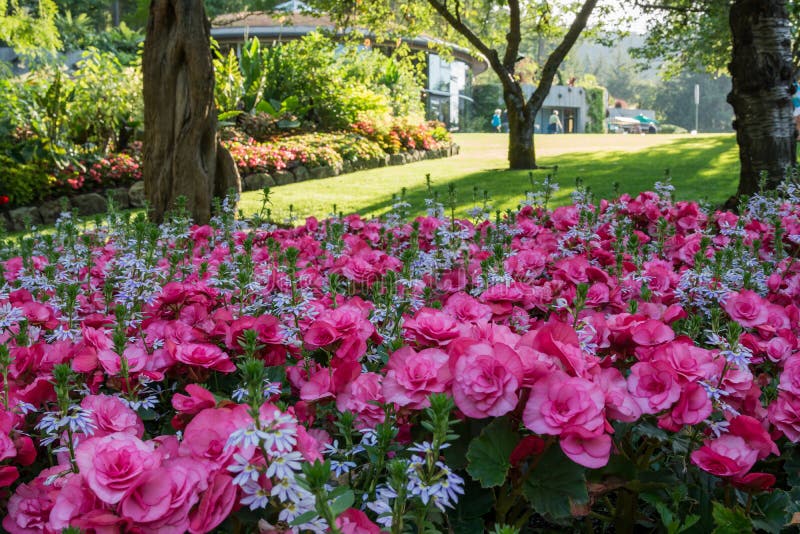 Red Flowers in a Outdoor Garden Stock Image - Image of closeup ...