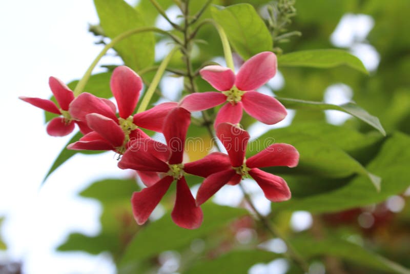 Red Flowers photography stock image. Image of flower - 176229645