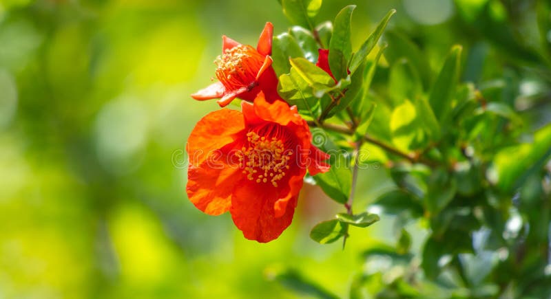 Red Flowers on a Pomegranate Tree. Nature Stock Photo - Image of ...