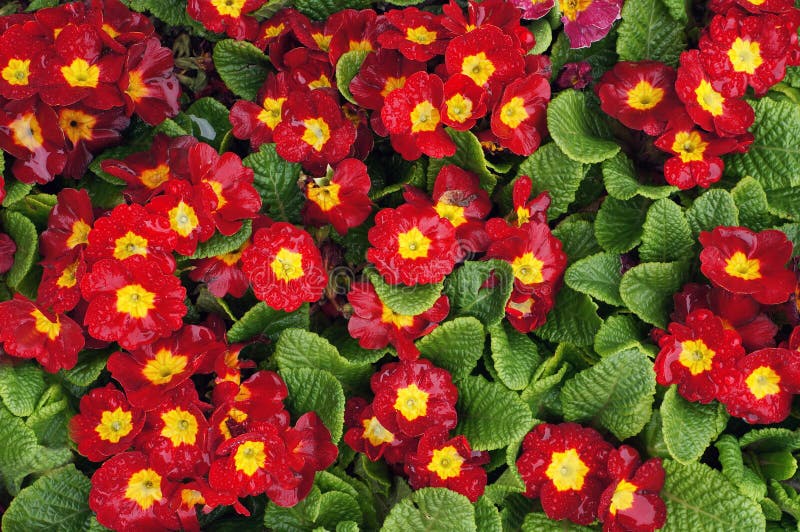 Red Flowers of Primrose Primula Stock Photo - Image of early, nature ...