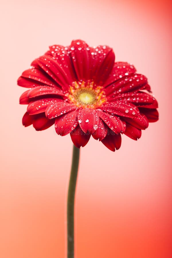 Red Flowers on a Red Background Stock Photo - Image of beloved, earth ...