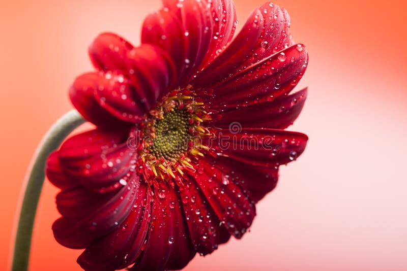 Red Flowers on a Red Background Stock Image - Image of earth, happiness ...