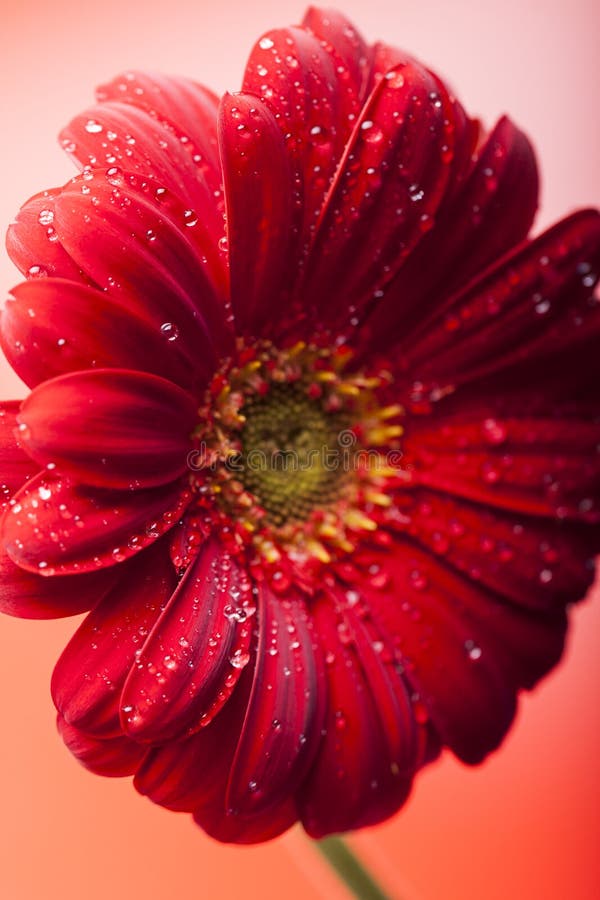 Red Flowers on a Red Background Stock Photo - Image of stem, blossoms ...