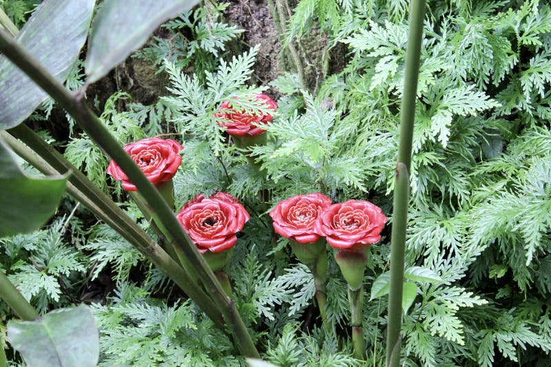 Red Flowers stock image. Image of flowers, pretty, landscape - 169326431