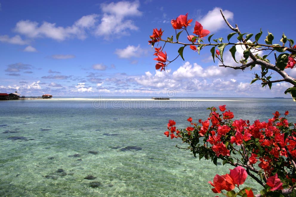 Red flowers & reef stock photo. Image of clouds, blue - 998662