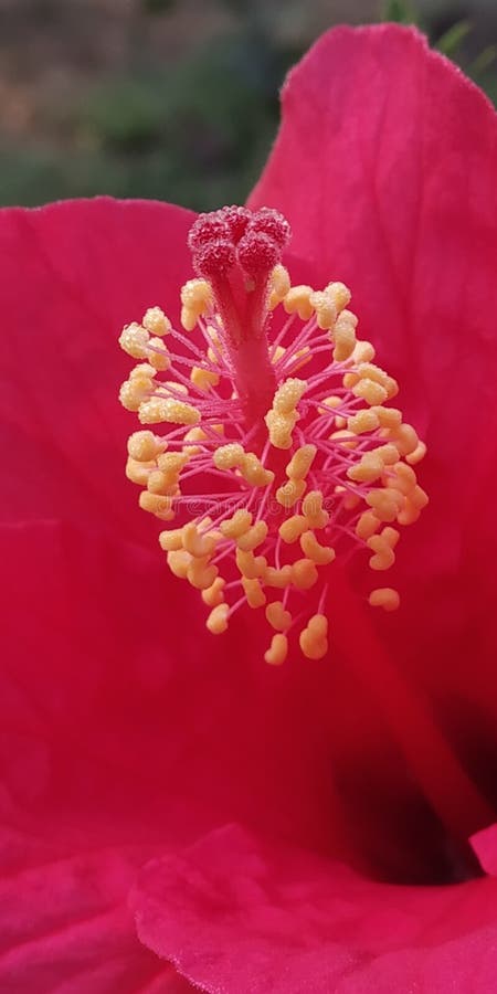 A red flowers on road side stock image. Image of flowers - 176097427