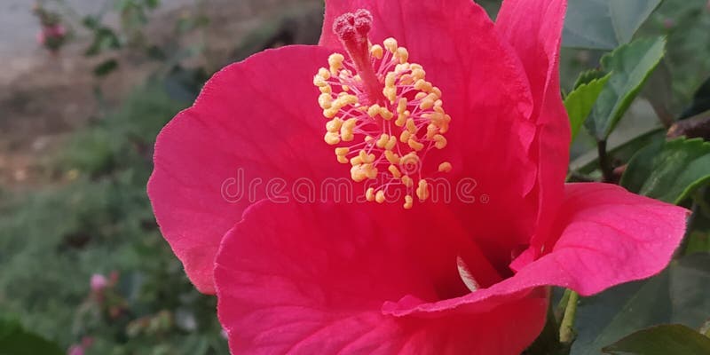 A red flowers on road side stock photo. Image of road - 176097428