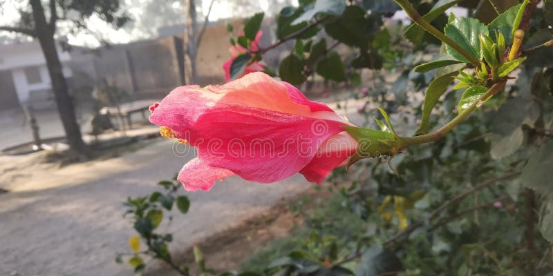 A red flowers on road side stock photo. Image of side - 176097436