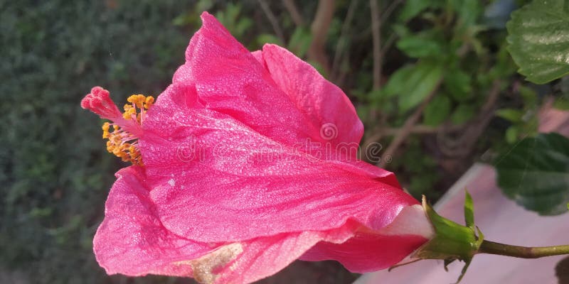A red flowers on road side stock image. Image of side - 176097463