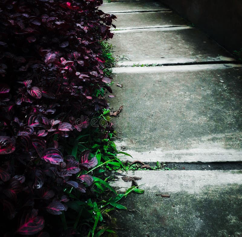 Red Flowers stock photo. Image of green, roadside, flora - 112307804