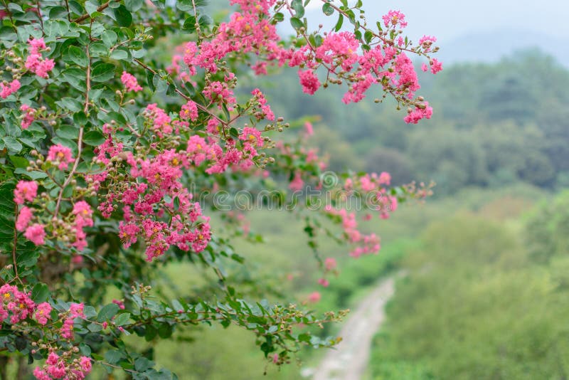 Red flowers stock image. Image of road, green, summer - 44455269