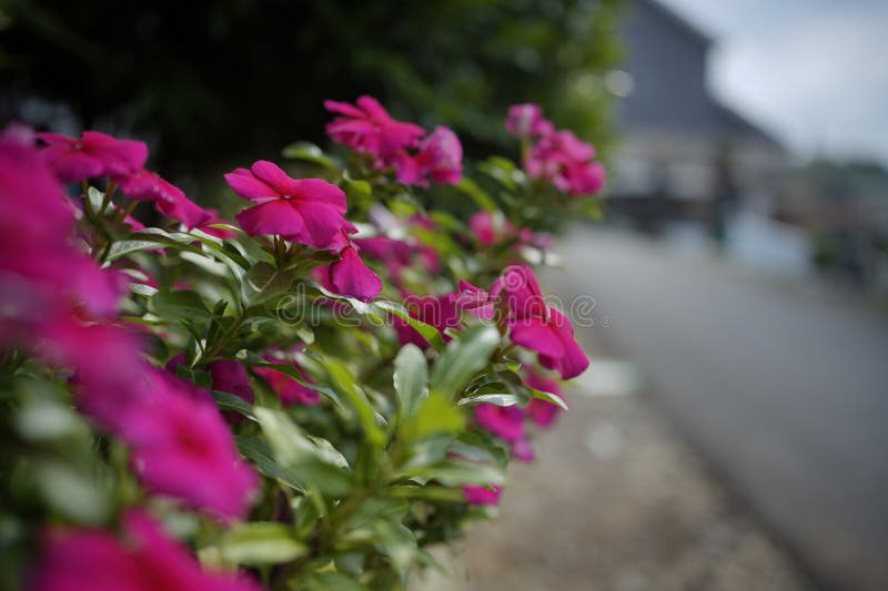 Red Flowers on the Roadside. Stock Photo - Image of lily, landscape ...