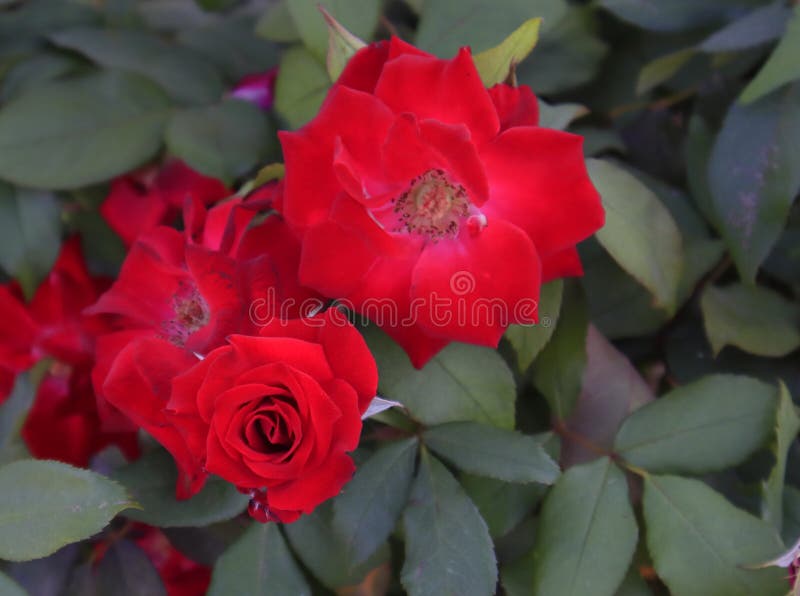 Red Flowers of the Rose in the Park. Roses Stock Photo - Image of rose ...