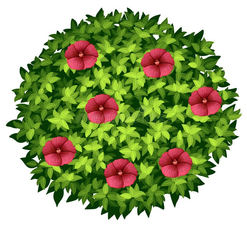 Red flowers on round bush stock vector. Illustration of gardening ...