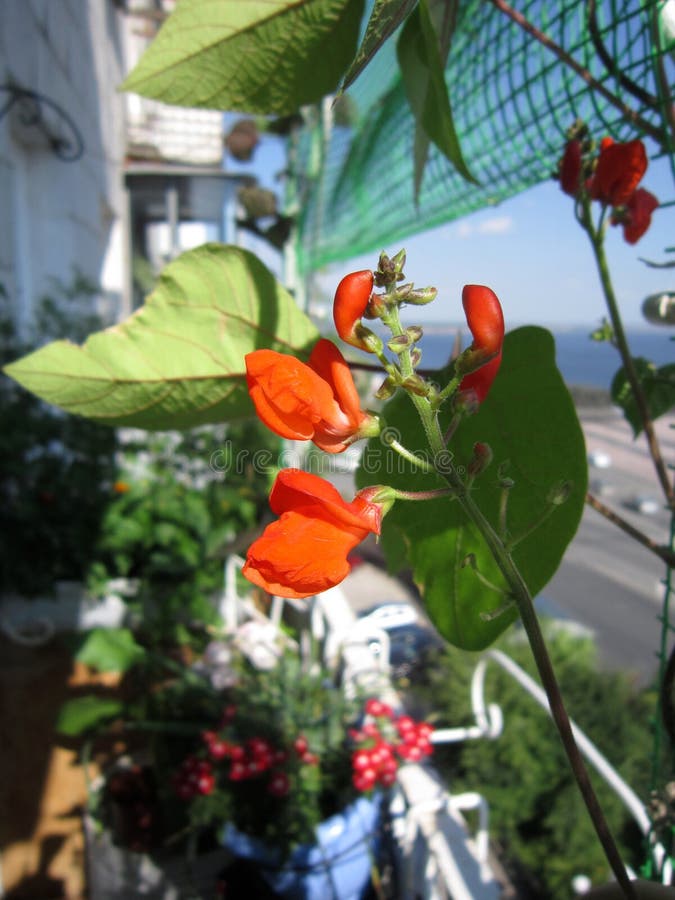 Red Flowers of Runner Bean in Greening the Balcony Stock Photo - Image ...