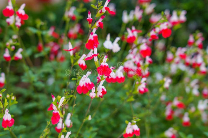 Red Flowers of Salvia Microphylla (hot Lips Stock Image - Image of ...