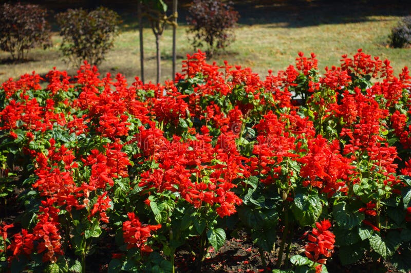 Red Flowers of Salvia Splendens in September Stock Image - Image of ...
