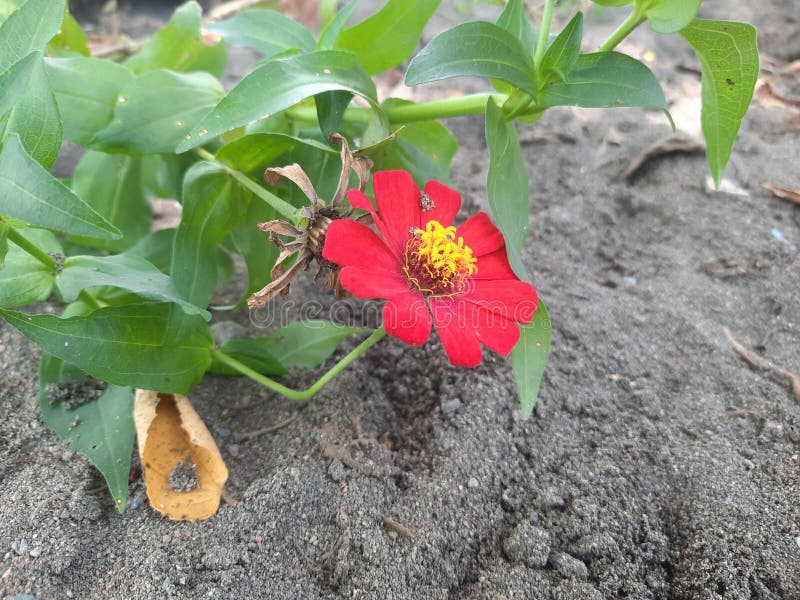 Red flowers on the sand stock photo. Image of petal - 214189500