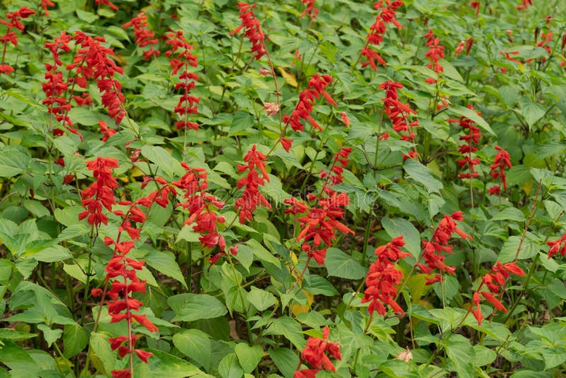 Red Flowers Scarlet Sage in the Meadow. Stock Photo - Image of bloom ...