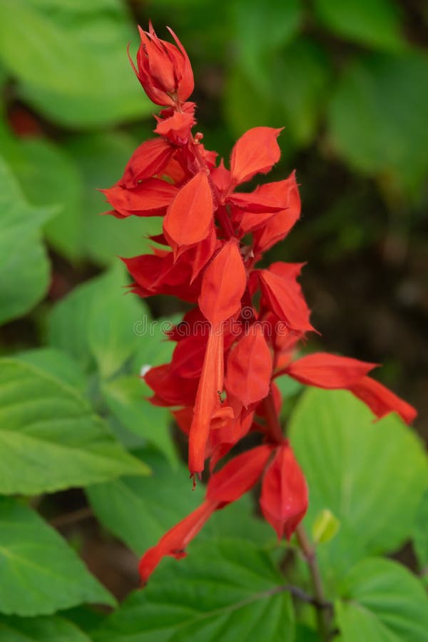 Red Flowers Scarlet Sage, Close-up. Stock Photo - Image of plant ...